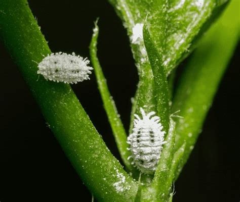 How To Get Rid Of Mealybugs Tricks To Control Mealybugs