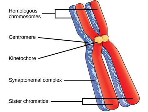 Sister Homologous Chromatids Chromosomes Diagram
