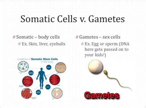 Somatic Cells Definition Examples And Types