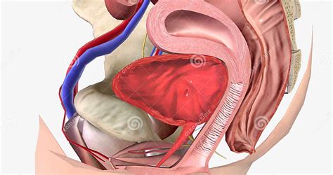 A Cystocele Is Also Known As A Bladder Prolapse A Fallen Bladder A