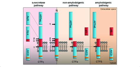 Proteolytic Processing Of App Full Length App Can Be Processed By