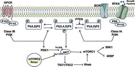 As A Major Downstream Effector Of Receptor Tyrosine Kinase Rtk And G