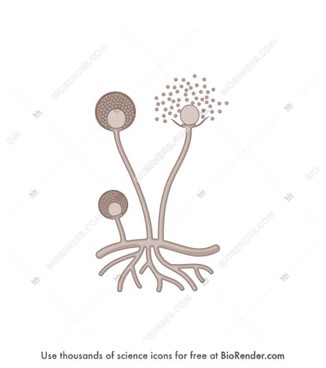 Free Mucor Releasing Spores Icons Symbols And Images Biorender