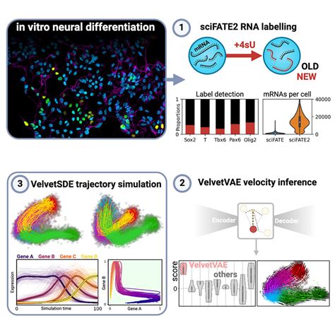 Reconstructing Developmental Trajectories Using Latent Dynamical