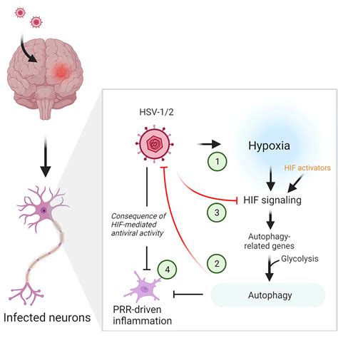 The Hif Transcription Network Exerts Innate Antiviral Activity In