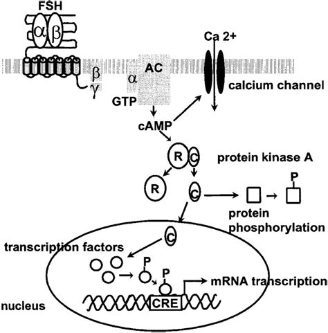 model of signal transductional pathways of the fsh receptor upon