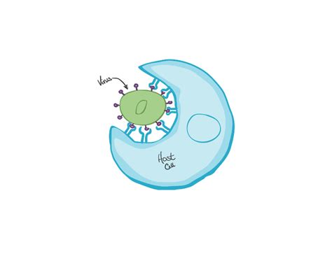 Macrophages Eating Bacteria