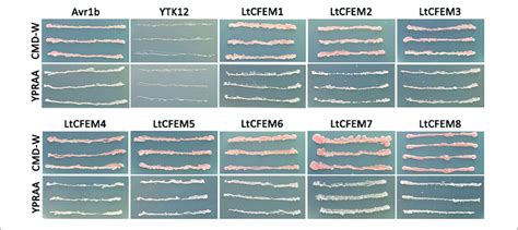 Functional Validation Of Predicted Signal Peptides Of Eight Ltcfem