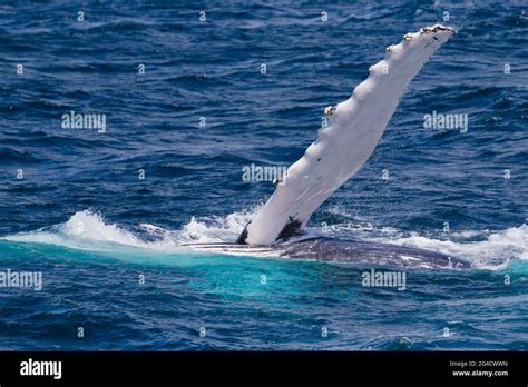 Humpback Whales Breaching Off The Tweed Coast During Their Annual