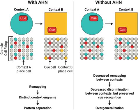 Adult Neurogenesis Context Encoding And Pattern Separation A Pathway