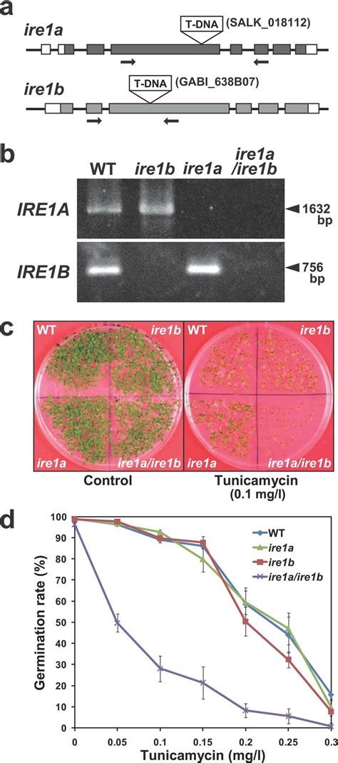 Different Sensitivities Of T Dna Insertion Mutants Of Ire1 Download