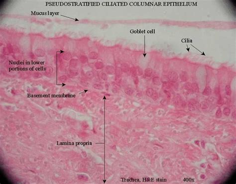 Pseudostratified Columnar Epithelium Definition And Types