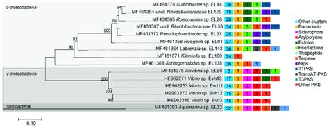Secondary Metabolite Biosynthetic Gene Clusters Bgcs From Bacteria