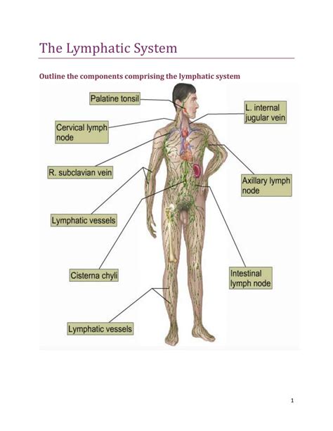 Lymphatic System Notes Biol1008 Human Biology Usyd Thinkswap