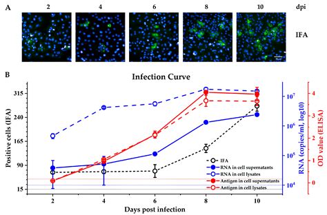 Viruses Free Full Text An Optimized High Throughput Neutralization