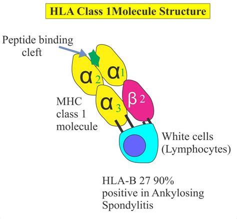 Human Leucocyte Antigen B27 Histocompatibility Antigen Hla B 27