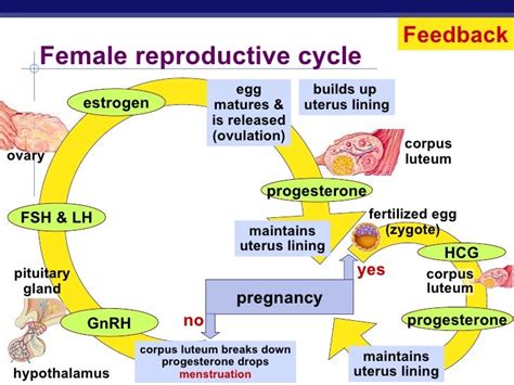 Hormones And Reproduction