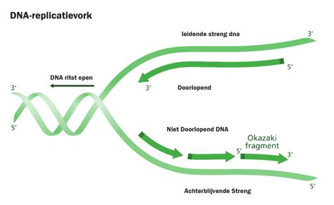 Dna Replicatie Alles Over Dna