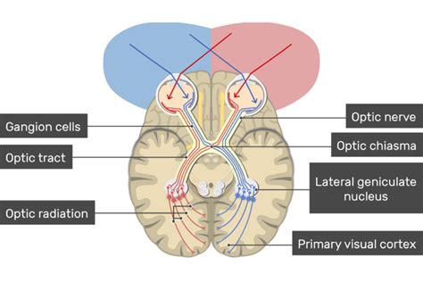 visual cortex location types and functions getbodysmart