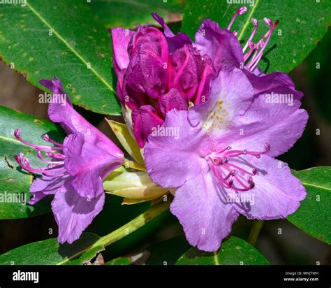 Etapas De La Flor Fotografías E Imágenes De Alta Resolución Página 5