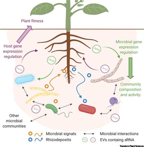 Rhizospheric Plant Microbe Interactions Mirnas As A Key Mediator