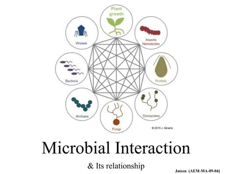 Microbial Interaction And Its Relationship Ppt
