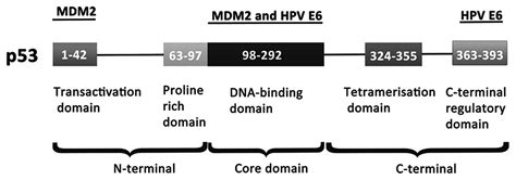 Relevance Of Infection With Human Papillomavirus The Role Of The P53