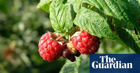 in the garden this week raspberry pruning plus the yellow book life
