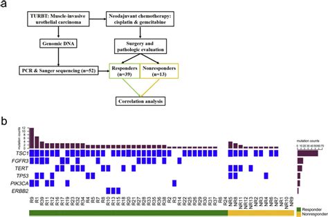Somatic Fgfr3 Mutations Distinguish A Subgroup Of Muscle Invasive