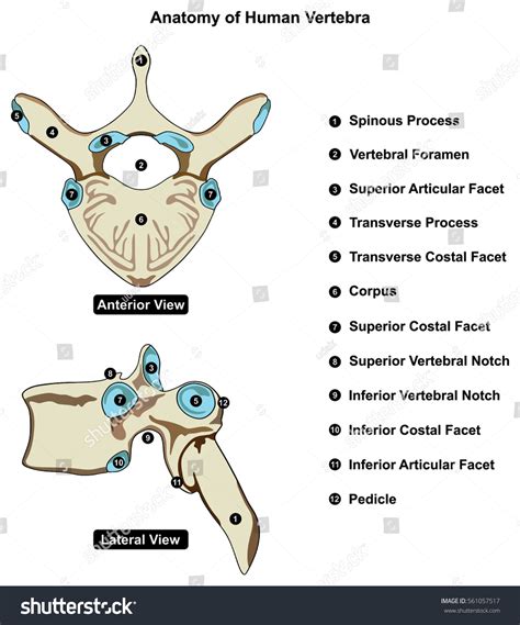 Vertebra Vertebral Column Human Body Anatomy Ilustrações Stock