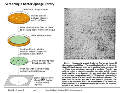 Biosci D145 Lecture 2 Bruce Blumberg Ppt Download