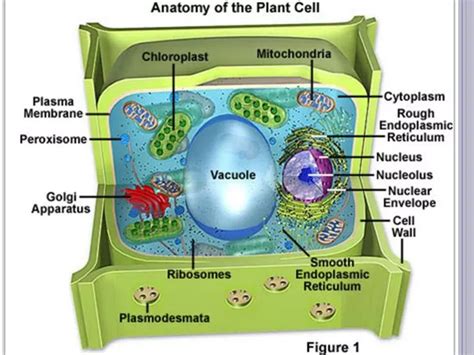 Ppt Plasmodesmata Powerpoint Presentation Free Download Id 2176567
