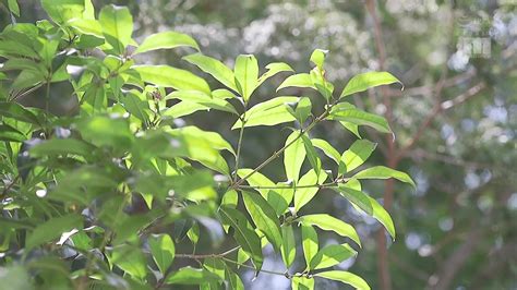 Midv 570 帰省先のド田舎で東京カノジョに嫉妬した幼馴染（六花）のジェラシー淫語と略奪デカ尻ピストンでこってり痴女られた僕 小野六花 生