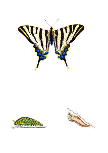 Scarce Swallowtail Butterfly Illustrations Royalty Free Vector