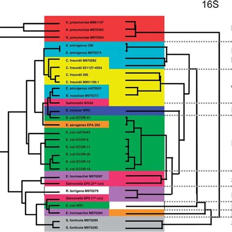 comparison of topologies of dendrograms for e coli coliforms