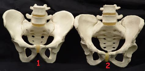 Male And Female Pelvic Girdles Diagram Quizlet