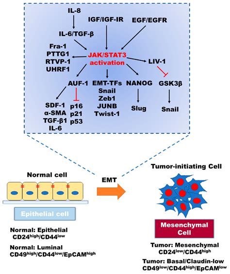 Cells Free Full Text Role Of Jak Stat3 Signaling In The Regulation