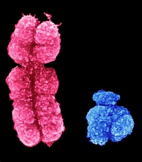 x and y chromosomes coloured scanning electron micrograph photos