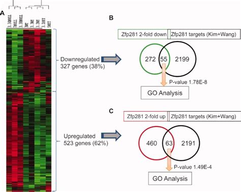 Transcriptional Profiling And Target Gene Regulation Upon Zfp281