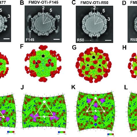Cryo Em Structures A D The Central Cross Sections Through The