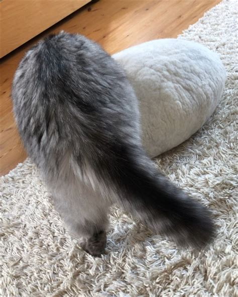 鏡餅じゃありませんニャ 猫ベッドと同化したモフモフ巨大猫ちゃんが目撃される L Kh 1811noa03  ねとらぼ
