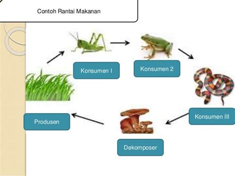 Ppt Rantai Makanan Dan Jaring – Jaring Makanan