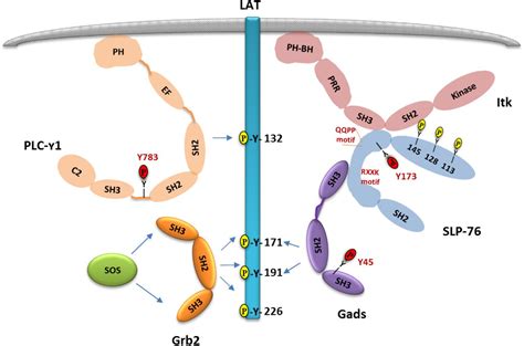 Itk Promotes The Integration Of Tcr And Cd28 Costimulation Through Its