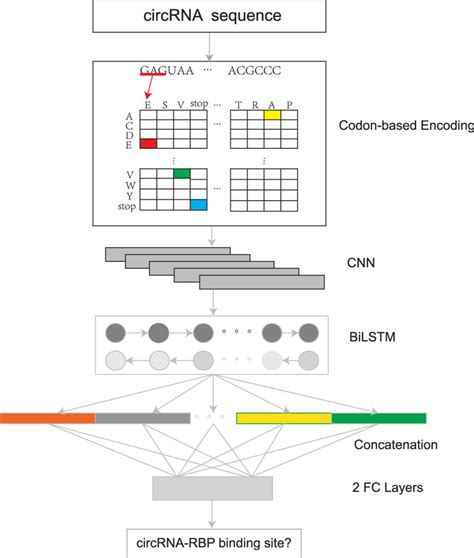 crip predicting circrna rbp binding sites using a codon based encoding