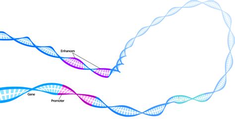 Dnaのループ構造 沖縄科学技術大学院大学（oist）