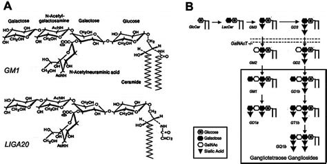 Ganglioside Structures And Biosynthetic Pathways A Detailed