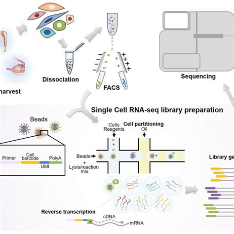 Human And Mouse Germ Cell Development And Associated Genes Primordial