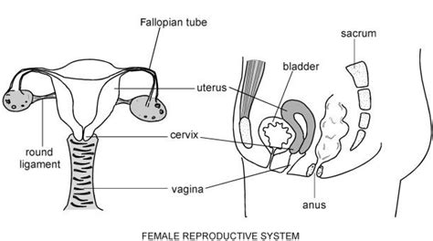Uterine Cervix And Common Cervical Abnormalities Reproductive System