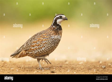 Virginia Quail Northern Bobwhites Colinus Virginianus Tree Quail