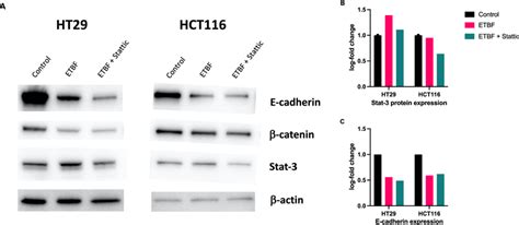 A Western Blot Of Ht29 Left And Hct116 Right Colorectal Cancer Cell
